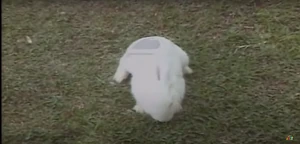 Jade Rabbit Spirit | Villains Wiki | Fandom