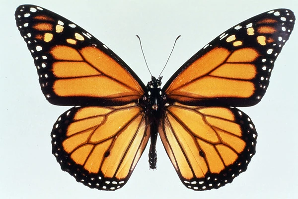 Butterfly | Villains Wiki | Fandom