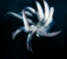 Despair Squid | Villains Wiki | Fandom