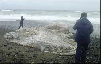 SCP-427-1 | Villains Wiki | Fandom