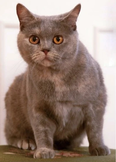 Mick (Kamen Rider W) | Villains Wiki | Fandom