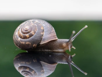 Immortal Snail | Villains Fanon Wiki | Fandom