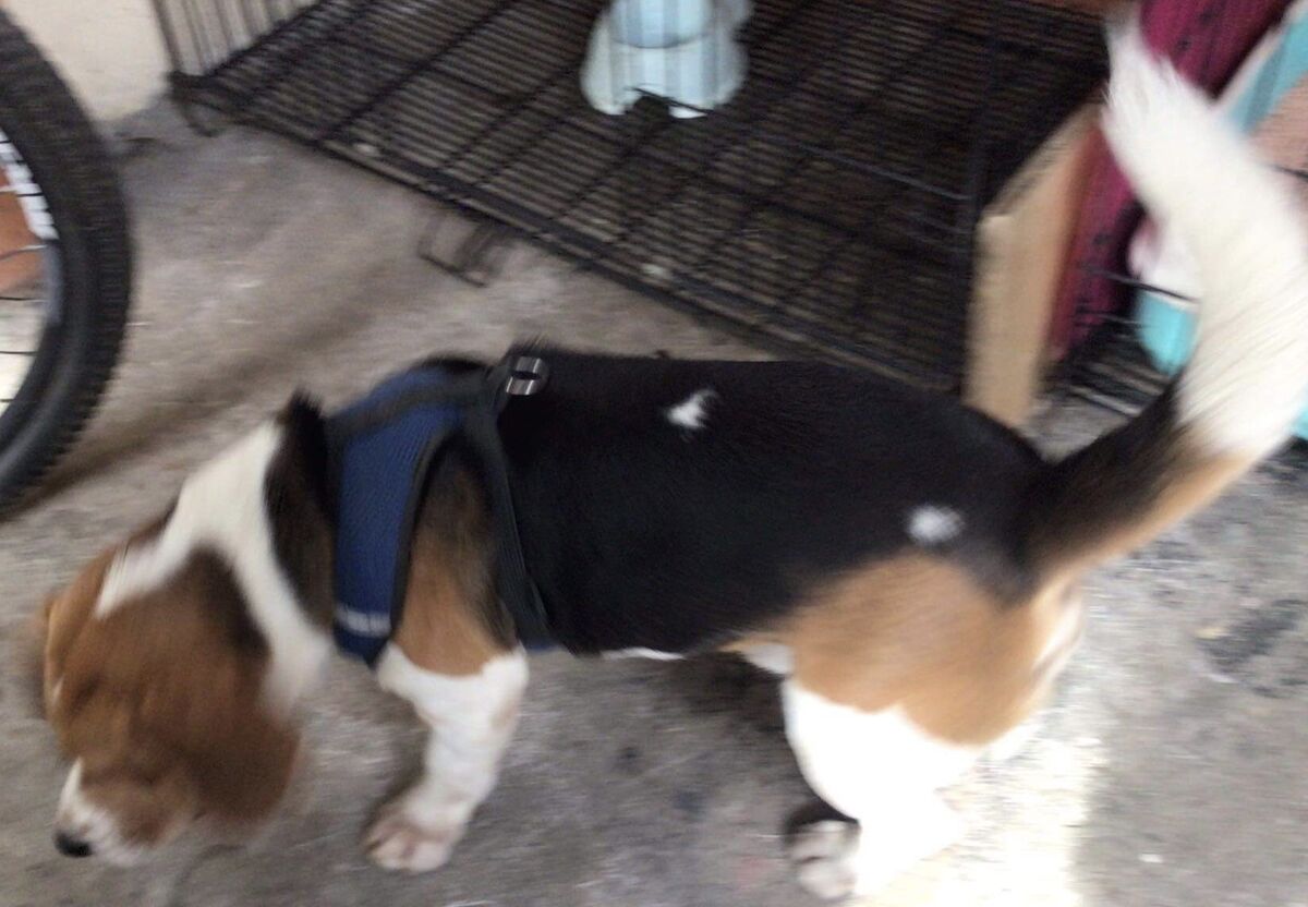 Toby Gonzales Chompy Dog | Villains Fanon Wiki | Fandom