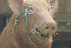 Squealer (Babe: The Last Pig's Tale) | Villains Fanon Wiki | Fandom