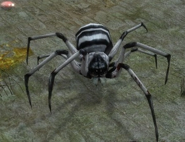 Striped Soldier Spider - Official Vindictus Wiki