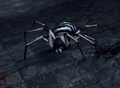 Striped Spider - Official Vindictus Wiki