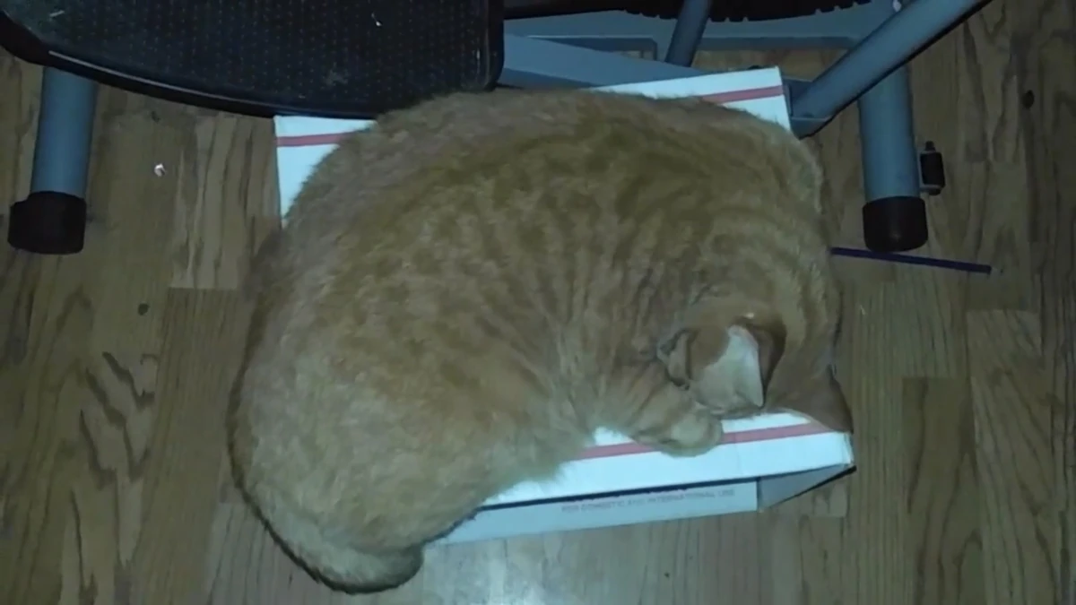 Category:Billindaytona | Violette1st Wikia | Fandom