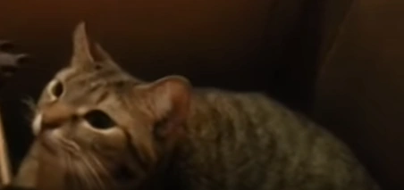 Carly | Violette1st Wikia | Fandom