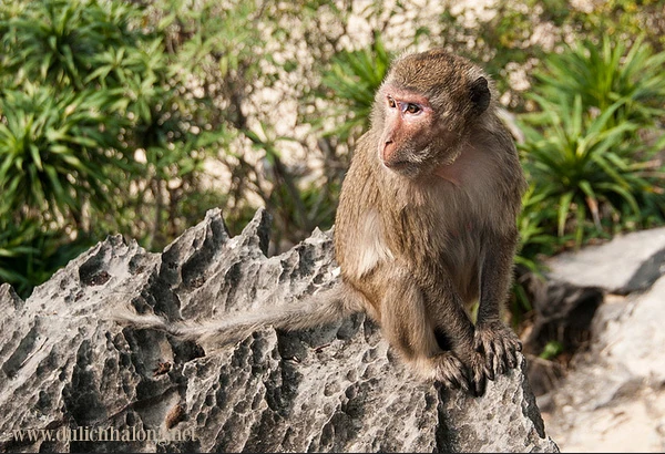 Cat Ba | ViPic Wiki | Fandom