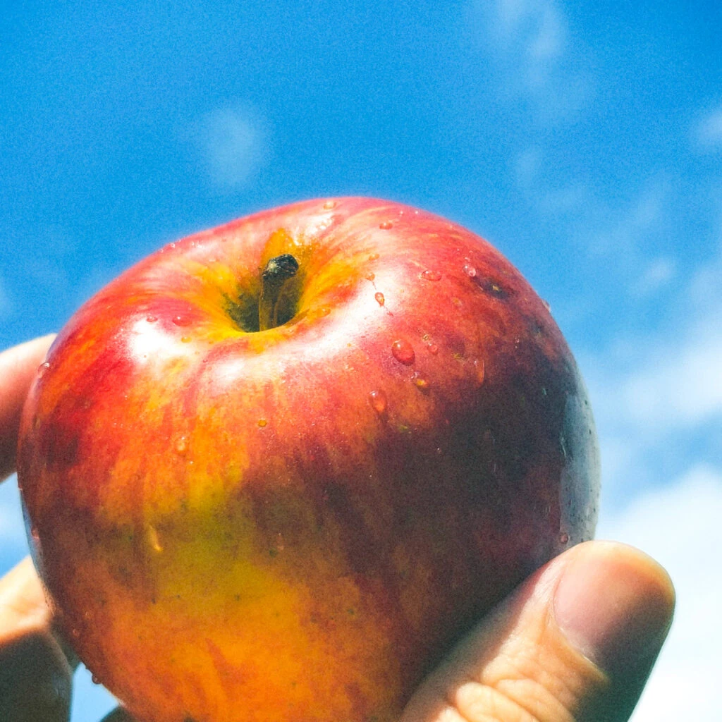 Apples 4 | Wiki Visual Kei | Fandom