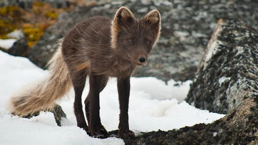 Tsula | Visvi Wiki | Fandom