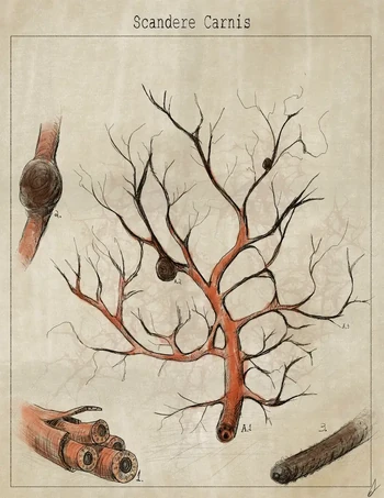 Scandere Carnis | Vita Carnis Wiki | Fandom