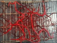 Scandere Carnis | Vita Carnis Wiki | Fandom