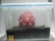 Congregentur Carnis | Vita Carnis Wiki | Fandom