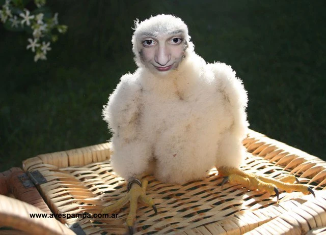 Mathias | Wiki Vivaelleondefrancia | Fandom