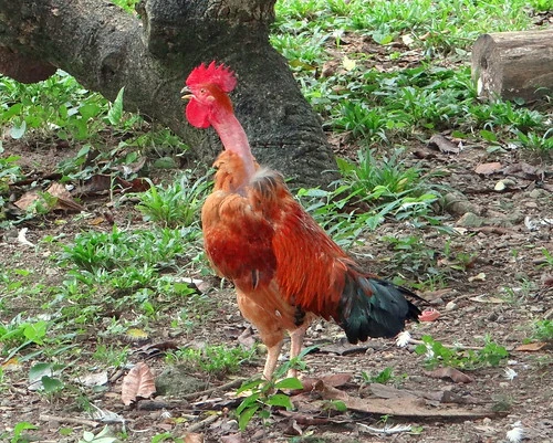 Rojelio Colorado | Vivanco Wiki | Fandom