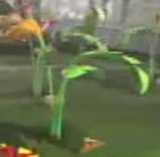 Bird of Paradise | Viva Piñata Wiki | Fandom