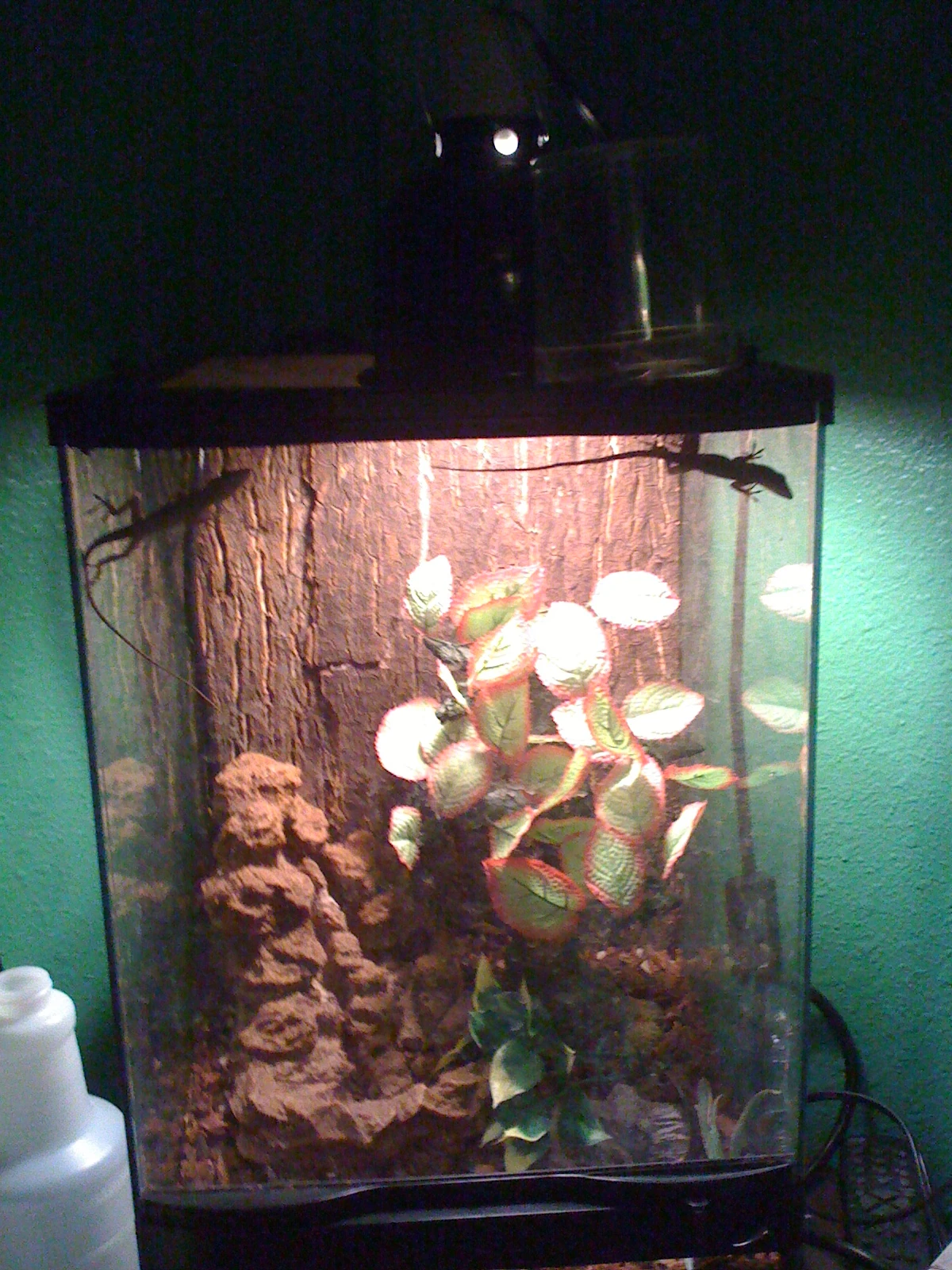 Tanques De Lagarto Anole Verde Lagarto Verde De Anole Imagem De Stock.