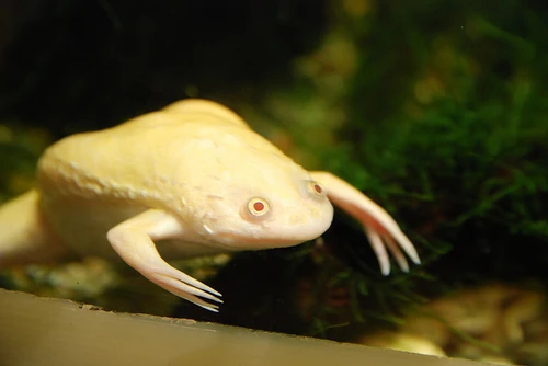 African Clawed Frog | Vivarium Wiki | Fandom