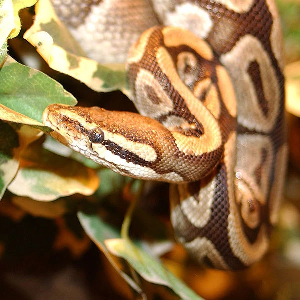 Ball Python | Vivarium Wiki | Fandom