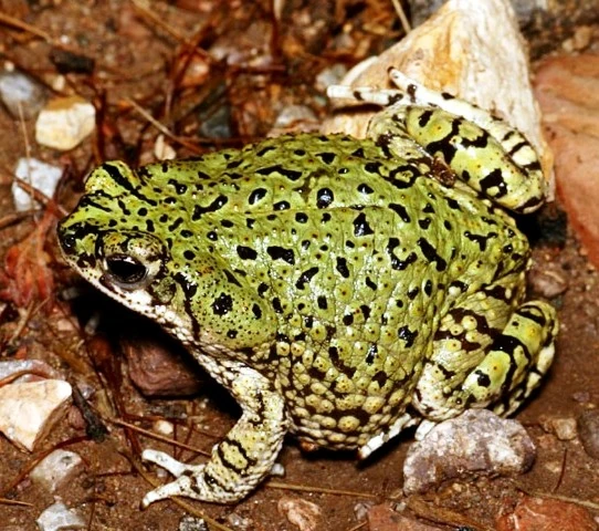 American Green Toad | Vivarium Wiki | Fandom