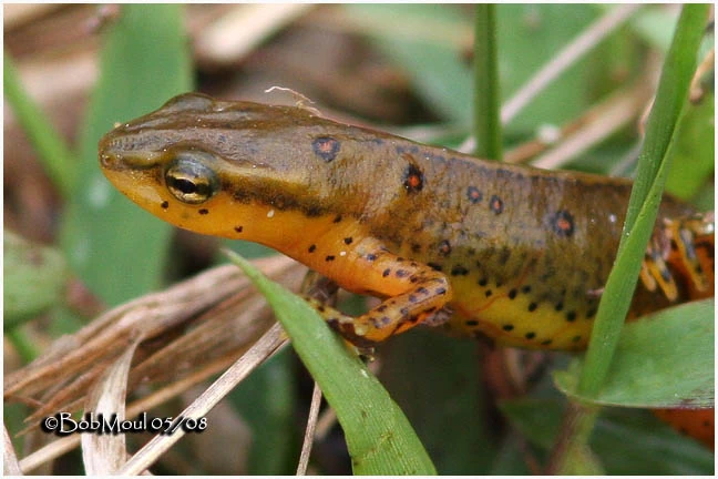 Red-Spotted Newt | Vivarium Wiki | Fandom