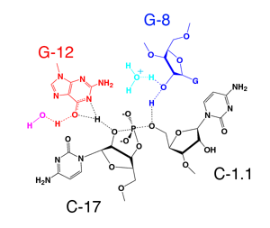 Hammerhead ribozyme/En | Virtual Laboratory Wiki | Fandom