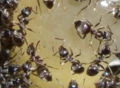 Lasius | Virtual Laboratory Wiki | Fandom