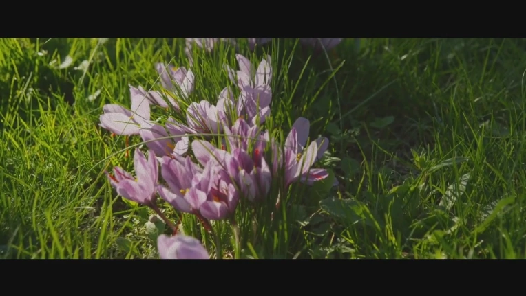 暖かい生き物 (Atatakai Ikimono) | Vocaloid Wiki | Fandom