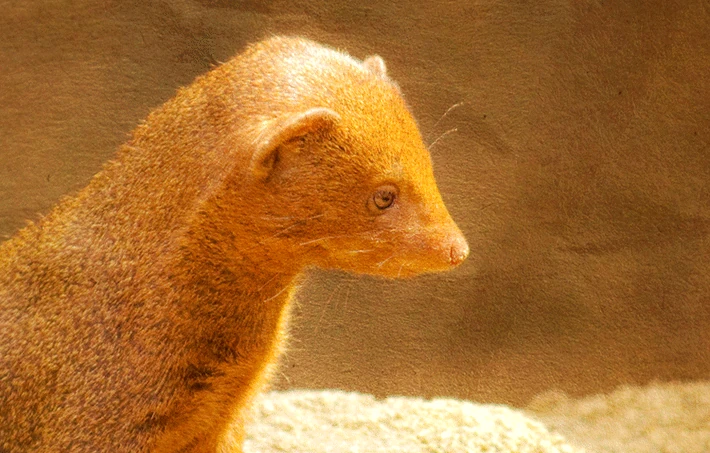 FuwariP | Vocaloid Wiki | Fandom