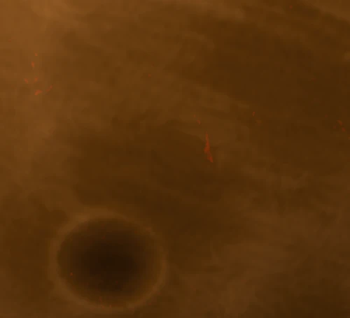 Ferculan | Voroth Planet Database Wiki | Fandom