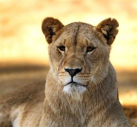 Groupe des Lions/Agile | Wiki Vos histoires d'animaux | Fandom