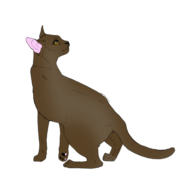 La prophétie d’Étoile d’Argent/Étoile Robuste | Wiki Vos histoires de ...