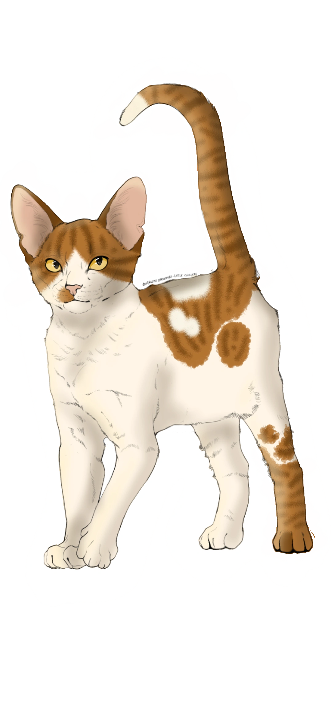 La Promesse de Nuage de Flocon/Nuage de Seigle | Wiki Vos histoires de ...