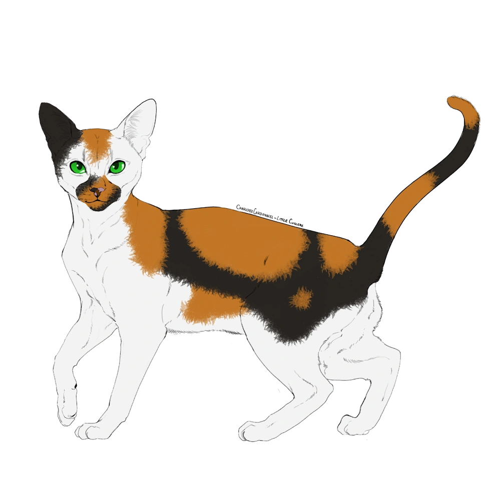 Quatre Griffes/Jolie Moustache | Wiki Vos histoires de LGDC | Fandom