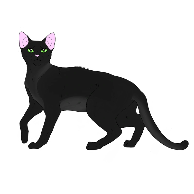 Le règne d’Étoile Sombre/Croc Noir | Wiki Vos histoires de LGDC | Fandom