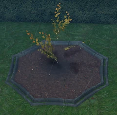 Autumn Birch Sapling | VRising Wiki | Fandom