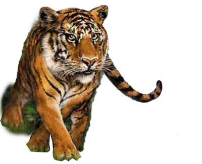 Legendary Tiger | VS Battles Wiki | Fandom