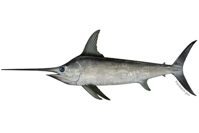 Swordfish | VS Battles Wiki | Fandom
