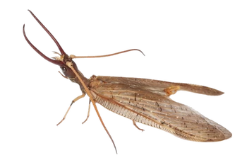 Dobsonfly | VS Battles Wiki | Fandom