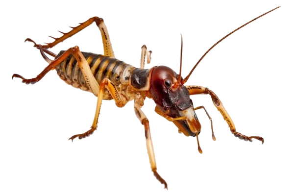 Weta