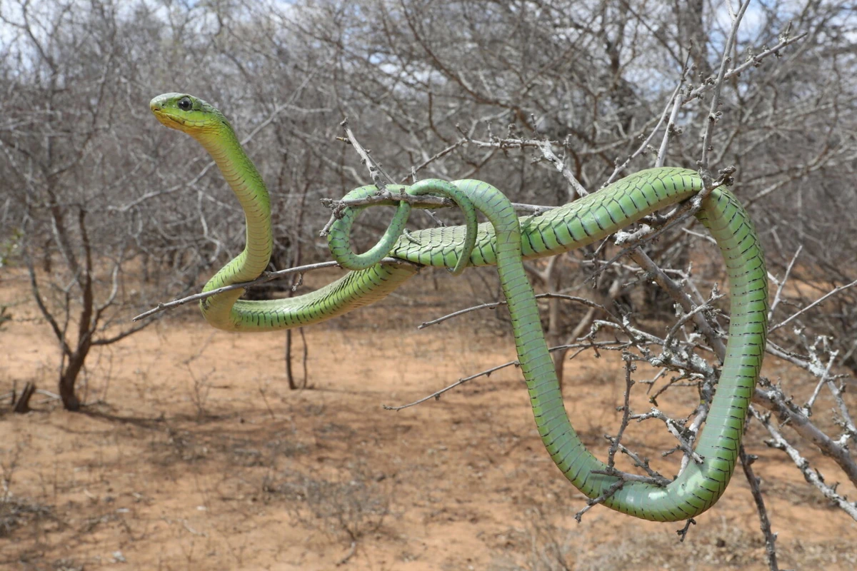 Boomslang | VS Battles Wiki | Fandom