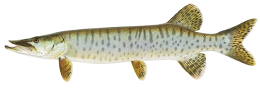Muskellunge | VS Battles Wiki | Fandom