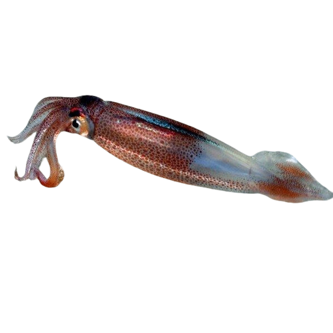 California Market Squid | VS Battles Wiki | Fandom