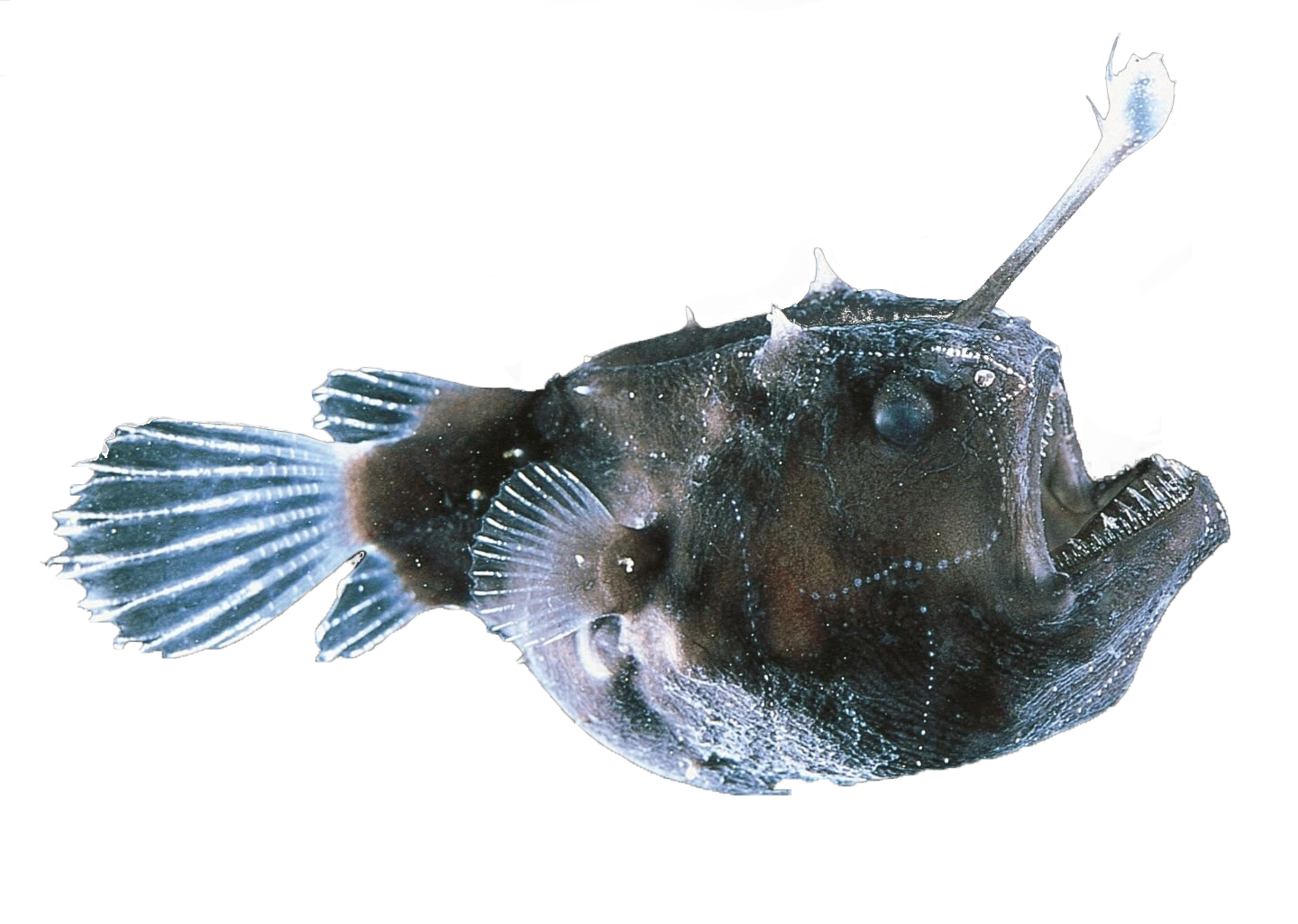 Humpback Anglerfish | VS Battles Wiki | Fandom