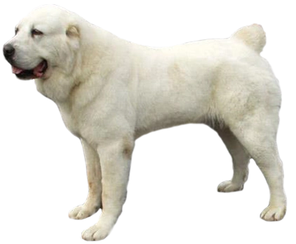 Alabai | VS Battles Wiki | Fandom