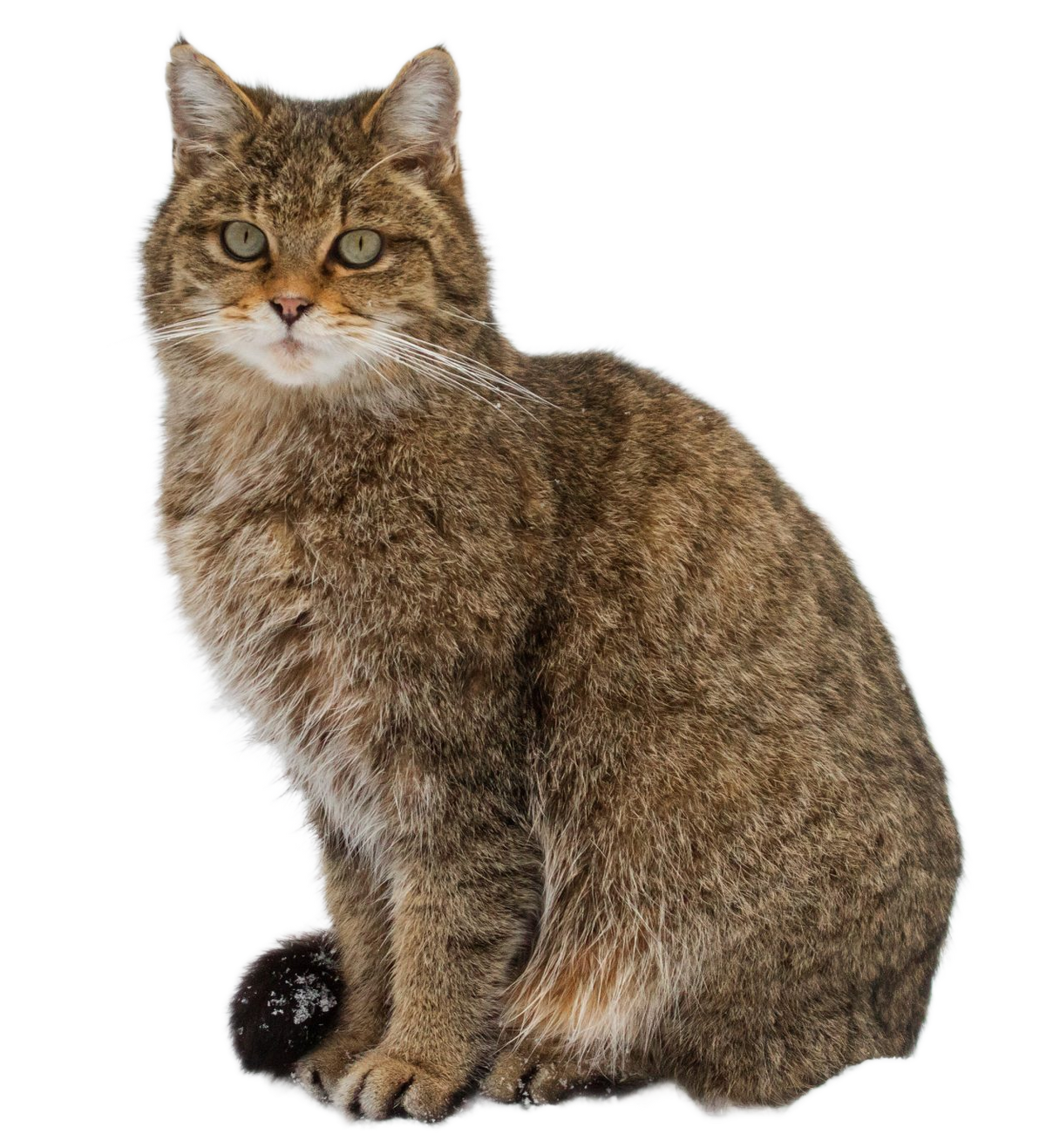 Wildcat Vs Battles Wiki Fandom