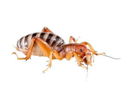 Jerusalem Cricket | VS Battles Wiki | Fandom