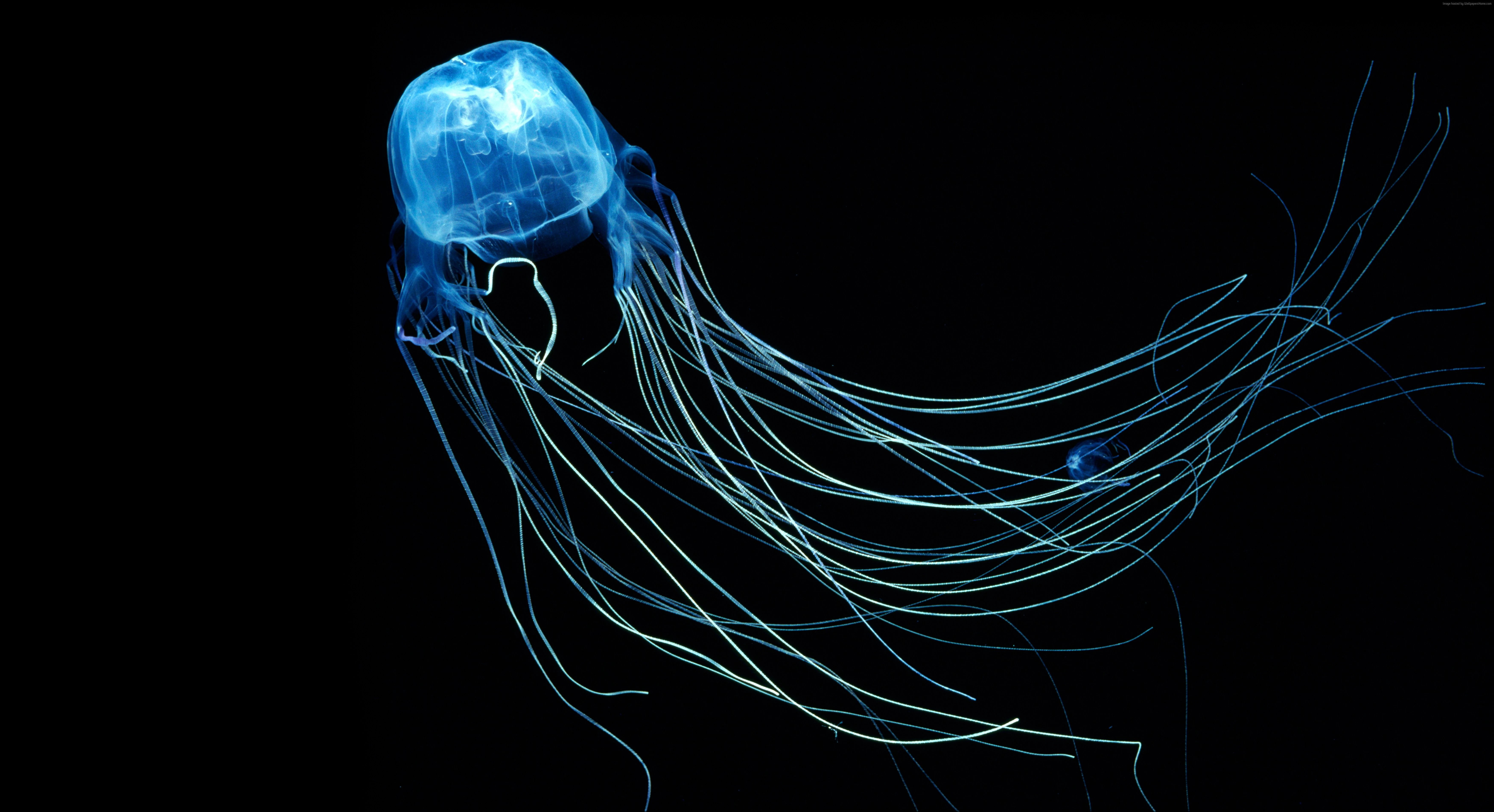 Box Jellyfish Size