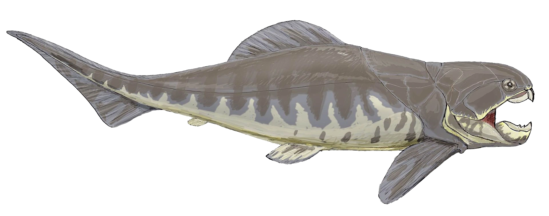 Dunkleosteus Terrelli